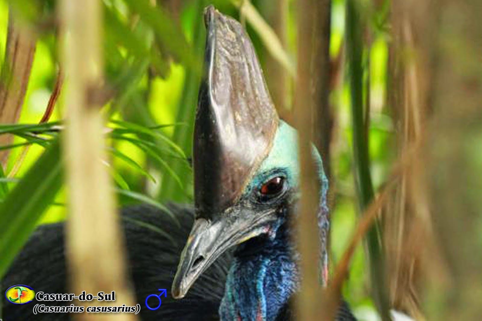 ORNITOLOGIA: Casuar-do-Sul (Casuarius casuarius)